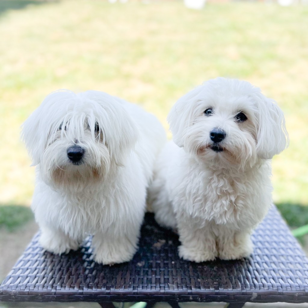 Coton de Tulear – Breeder of Coton de Tulear in Virginia